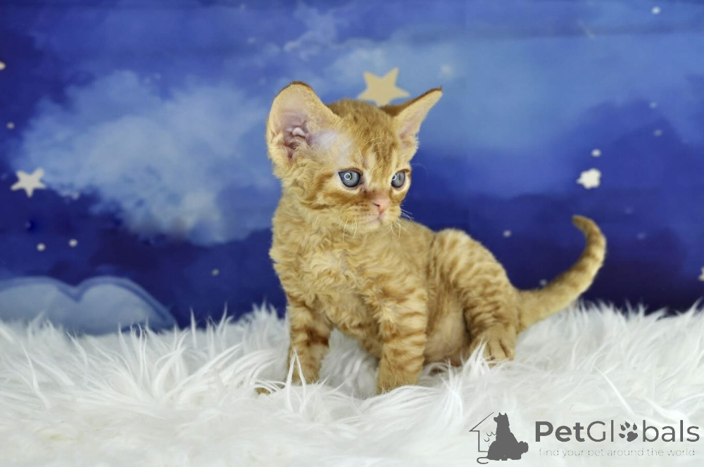 Devon Rex zum Verkauf in der Stadt Tampere (Finnland) Preis - 500 ...