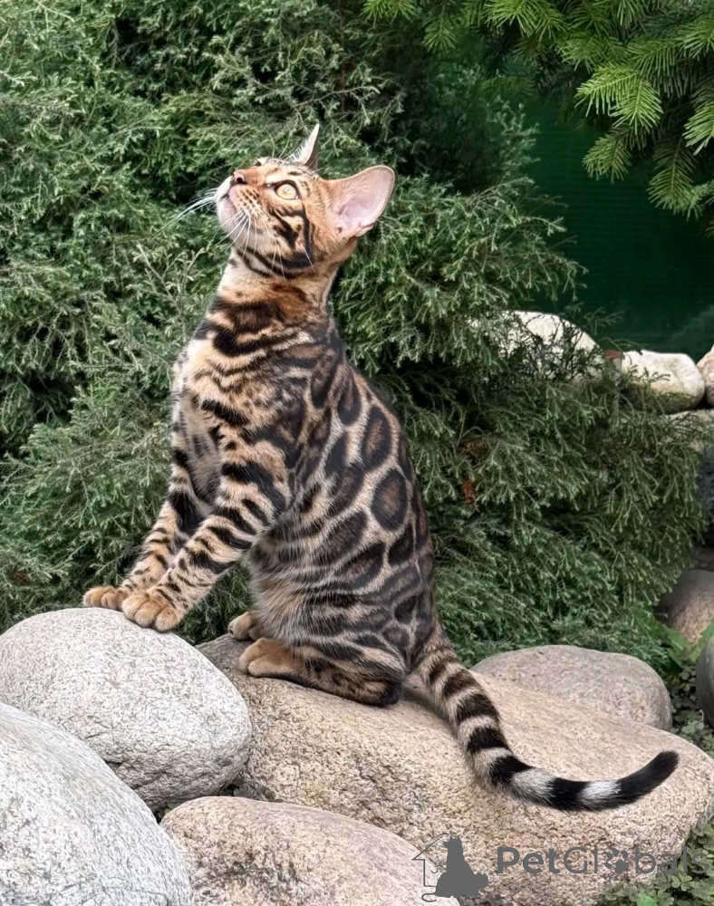 Bengal Katzenrasse zum Verkauf in der Stadt München (Deutschland) Preis ...